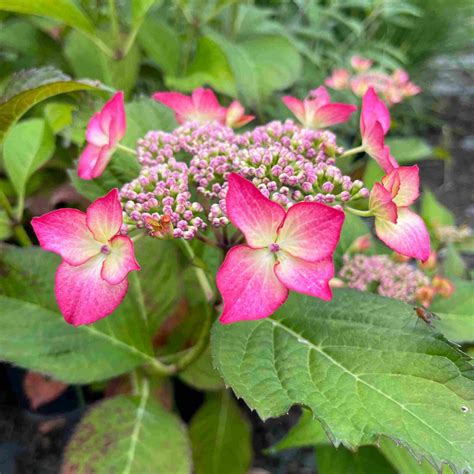 Hydrangea Macrophylla Selina Hortensia