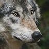 30000 Free Wild Cat And Nature Images Pixabay
