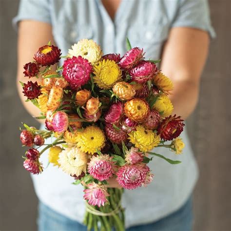 Strawflower Arrangement Fresh Cut Yellow Straw Flower Orange And