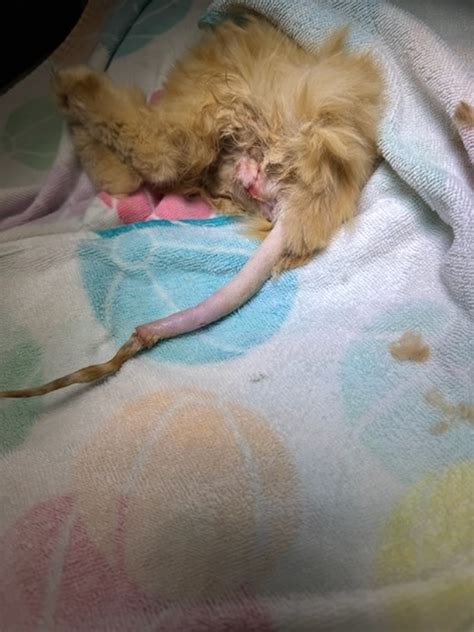 Tail Amputation Pawbly