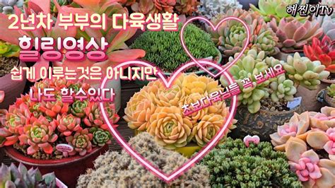 초보 다육님들 꼭 보세요힐링영상3년차 부부의 다육생활다육이다육식물 Succulent Plants가드닝알고리즘 Youtube