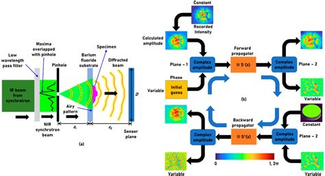 Figure 1 From Single Shot Lensless Interferenceless Phase Imaging Of Biochemical Samples Using