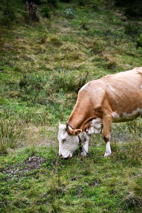 Brown And White Dairy Cow Grazing Alone On A Grassy Hillside In A Quiet