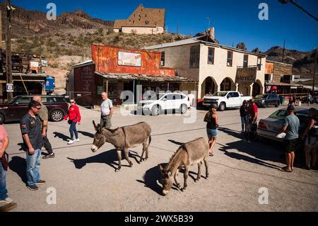 Wild Burros Walk Through The Historic Gold Mining Town Of Oatman