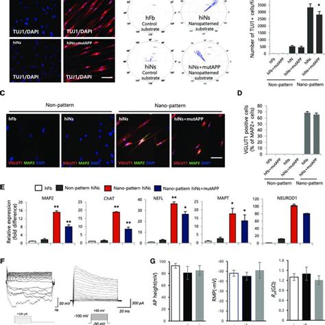 Efficient Direct Lineage Conversion Of Human Fibroblasts Into Human Download Scientific Diagram