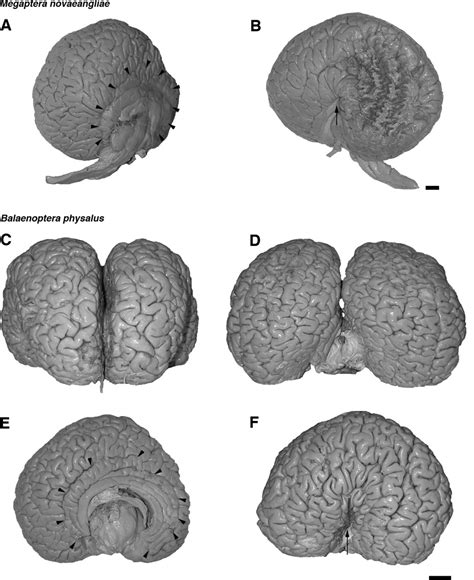 Structure Of The Cerebral Cortex Of The Humpback Whale Megaptera