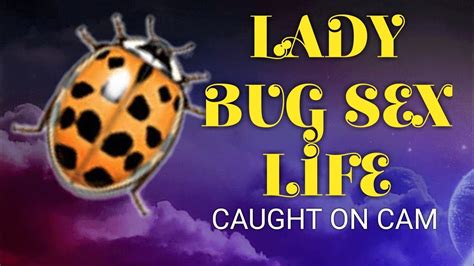 Lady Bug Sex Life Youtube
