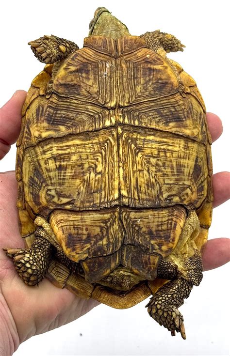 Pancake Tortoise Adult Female Ptaf3 Reptile Pets Direct