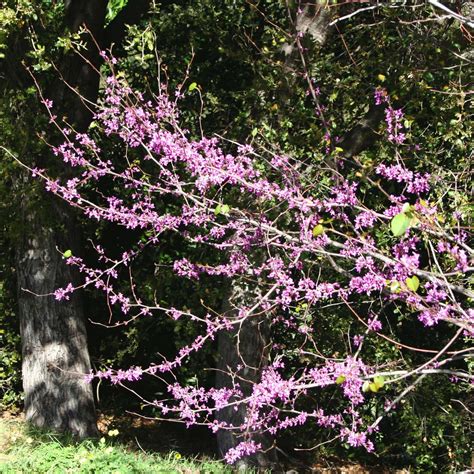 Western Redbud Tree Cercis Occidentalis Multi Plants Express