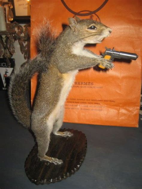 The Taxidermist Vs The Landlady Taxidermist Squirrel Taxidermy