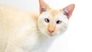 Flame Point Siamese Cat Full Guide Flame Point Siamese