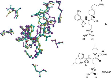 Superimposed Active Sites Of Crystal Structure Of The A Thrombin
