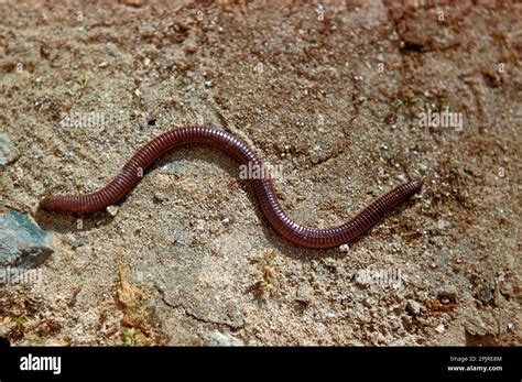 Iberian Worm Lizard Blanus Cinereus Ringworm Moorish Networm