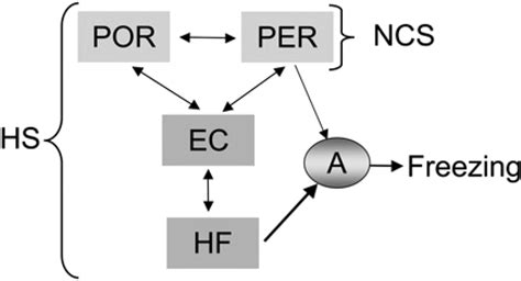 Context Representations Context Functions And The Parahippocampal Hippocampal System