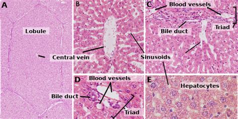 Cell Types Hepatocyte Atlas Of Plant And Animal Histology