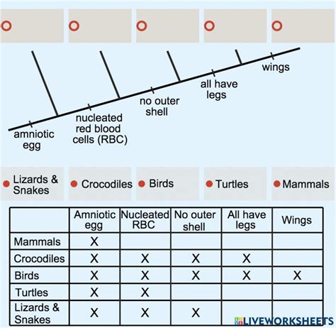 Phylogenetic Tree Worksheet