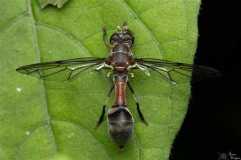 Spheginobaccha Pamela · Inaturalist
