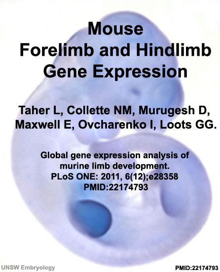 Mouse Gene Expression Movie Embryology
