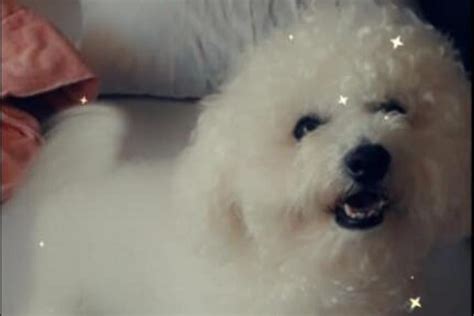 Traže Se Udomitelji Za Bišona Lea Jer Je Dosadio Starim Vlasnicima