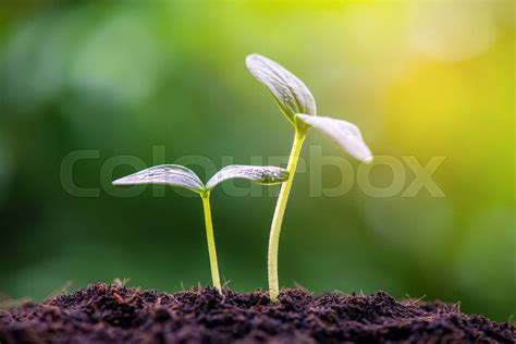 Green Sprout Seed Stock Image Colourbox