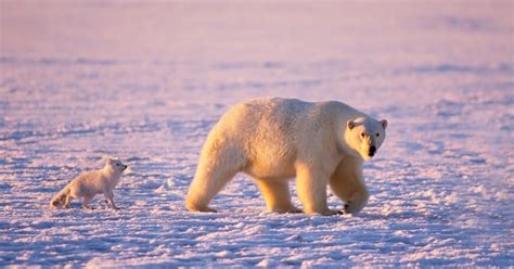 Gcse Geography Management Of Cold Environments Cold Environments 10