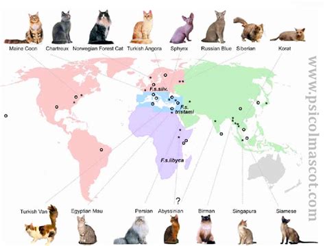 Psicolmascot El Origen Del Gato Doméstico