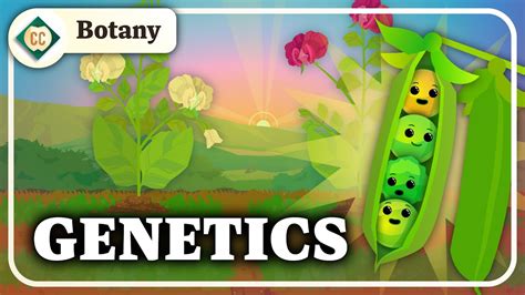 What Do Pea Plants Have To Do With Your Eye Color Mendelian Genetics