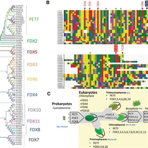 Multiple Sequence Alignment Evolutionary Relationships And Phylogeny Download Scientific