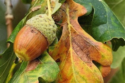 1000 Free Acorn And Nature Images Pixabay