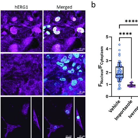 The αβ1 Karyopherin Complex Regulates Herg1np Nuclear Transport In
