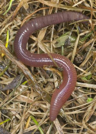 Anelídeos Anelídeos O Filo Annelida Biologia Net