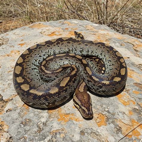 A Coiled Python Rests On A Large Textured Rock In A Dry Grassy Area