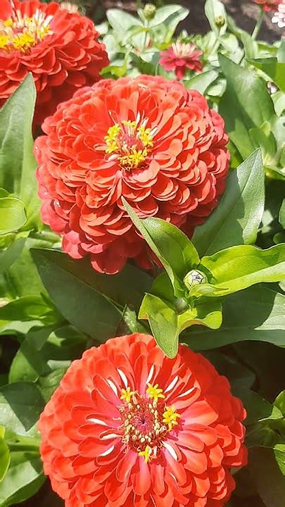 Кустовая Циния 2024г Youtube