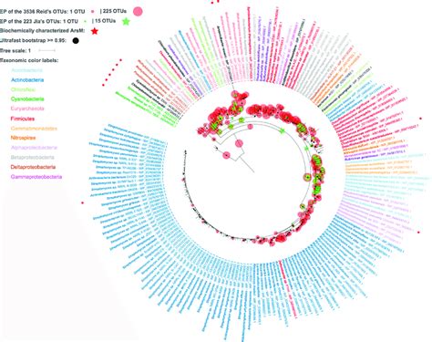 Evolutionary Placement Of Arsm Otus 90 Otus On A Rooted Maximum Download Scientific Diagram