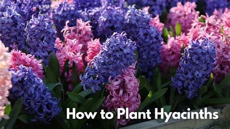 The Ultimate Guide On How To Grow Hyacinths Successfully At Home