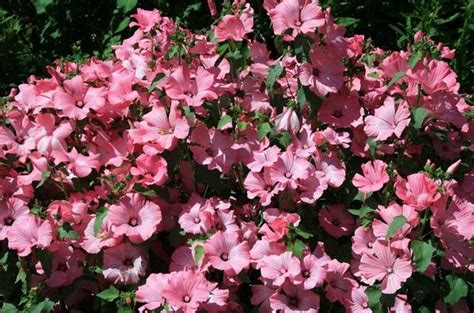 Malva Rosa 15 Sementes Soflor Sementes