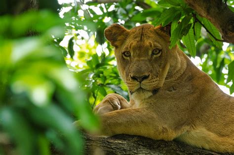 Surprising Animals Of Mauritius Wildlife