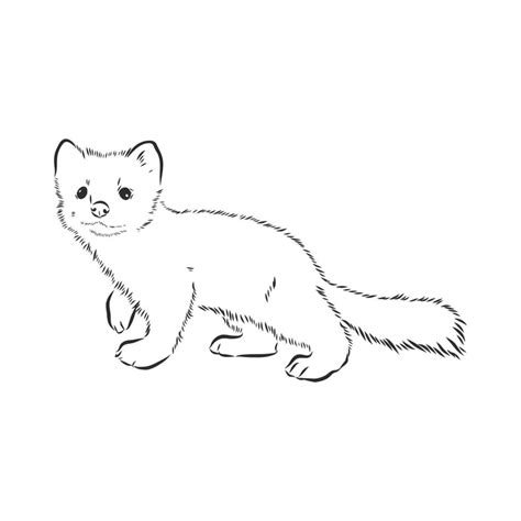 Sable Vector Sketch 11092479 Vector Art At Vecteezy