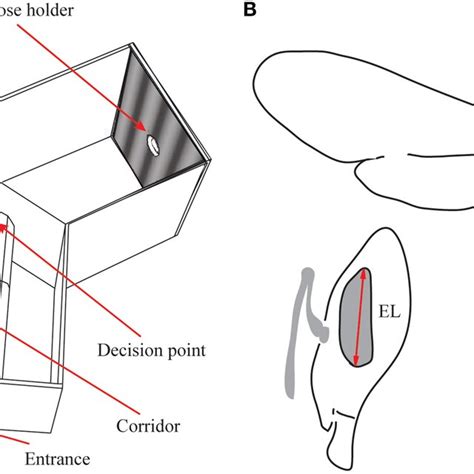 A Schematic Diagram Of The Y Maze Apparatus Used For The Behavioral