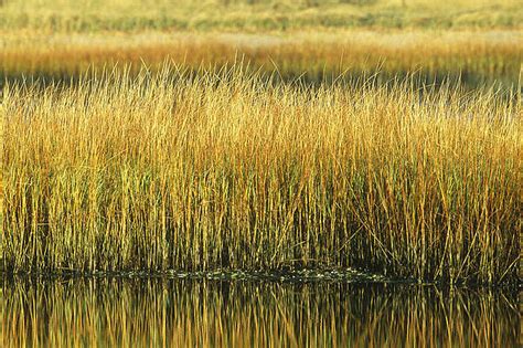 Cordgrass Art Pixels