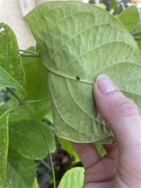 Finally Picked Up B Caapi Rdruggardening