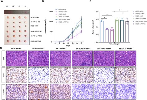 Fto Promotes The Progression Of Bladder Cancer Via Demethylating M6a Modifications In Ptpn6 Mrna