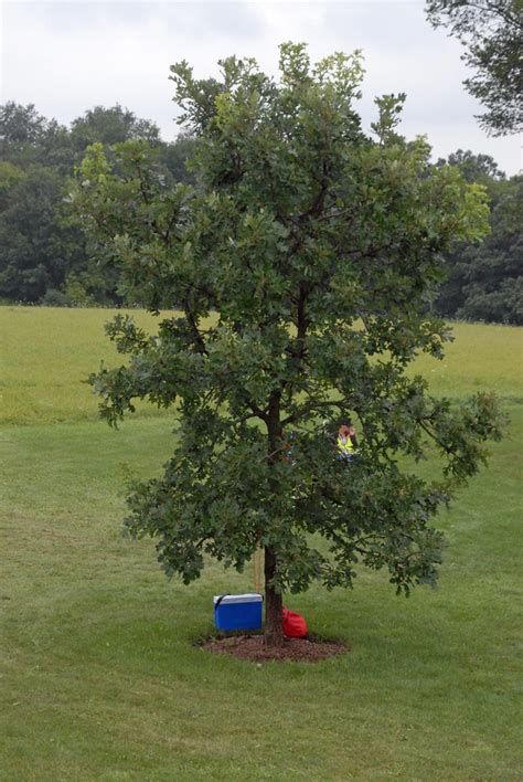 Quercus Macrocarpa Tree