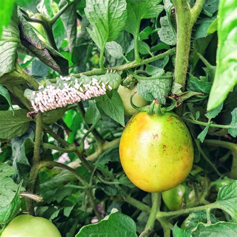 Tomato Horn Worm 5 Tips Save The Tomatoes Bunnys Garden