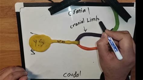 Intestinal Loop And Limbs Youtube