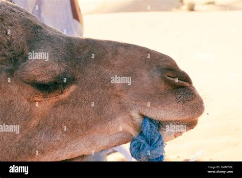 A Close Up Of A Camels Face With Its Long Eyelashes And Rugged