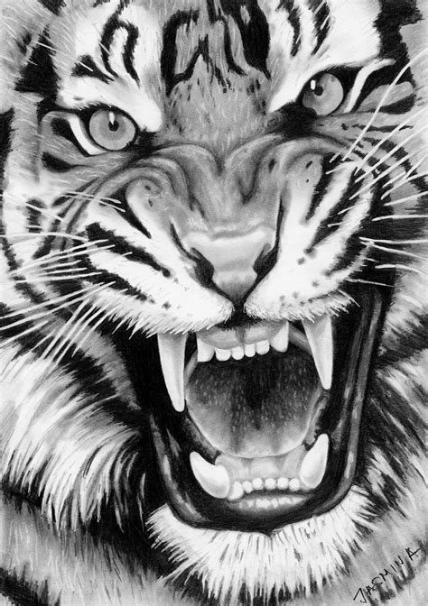 Black And White Tiger Drawing Drawing Tips Guide
