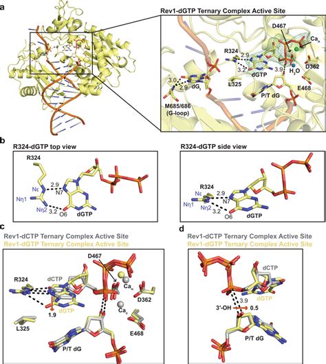 Rev1 Dna Dgtp Ternary Complex Structure A An Overall Structure Left Download Scientific