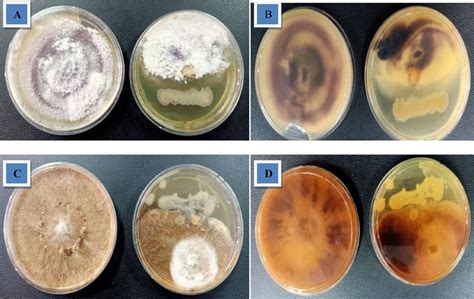 Antifungal Activity Of Pseudomonas Stutzeri Against Fusarium Oxysporum Download Scientific
