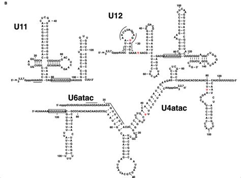 Small Nuclear Rna Snrna Types Structure Steps Functions −